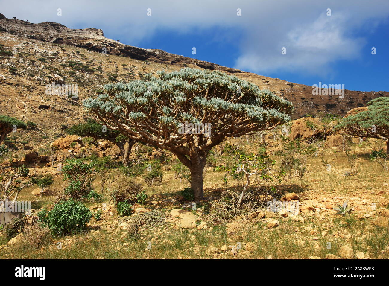 Dragon tree, Blood tree on Homhil plateau, Socotra island, Indian ocean ...