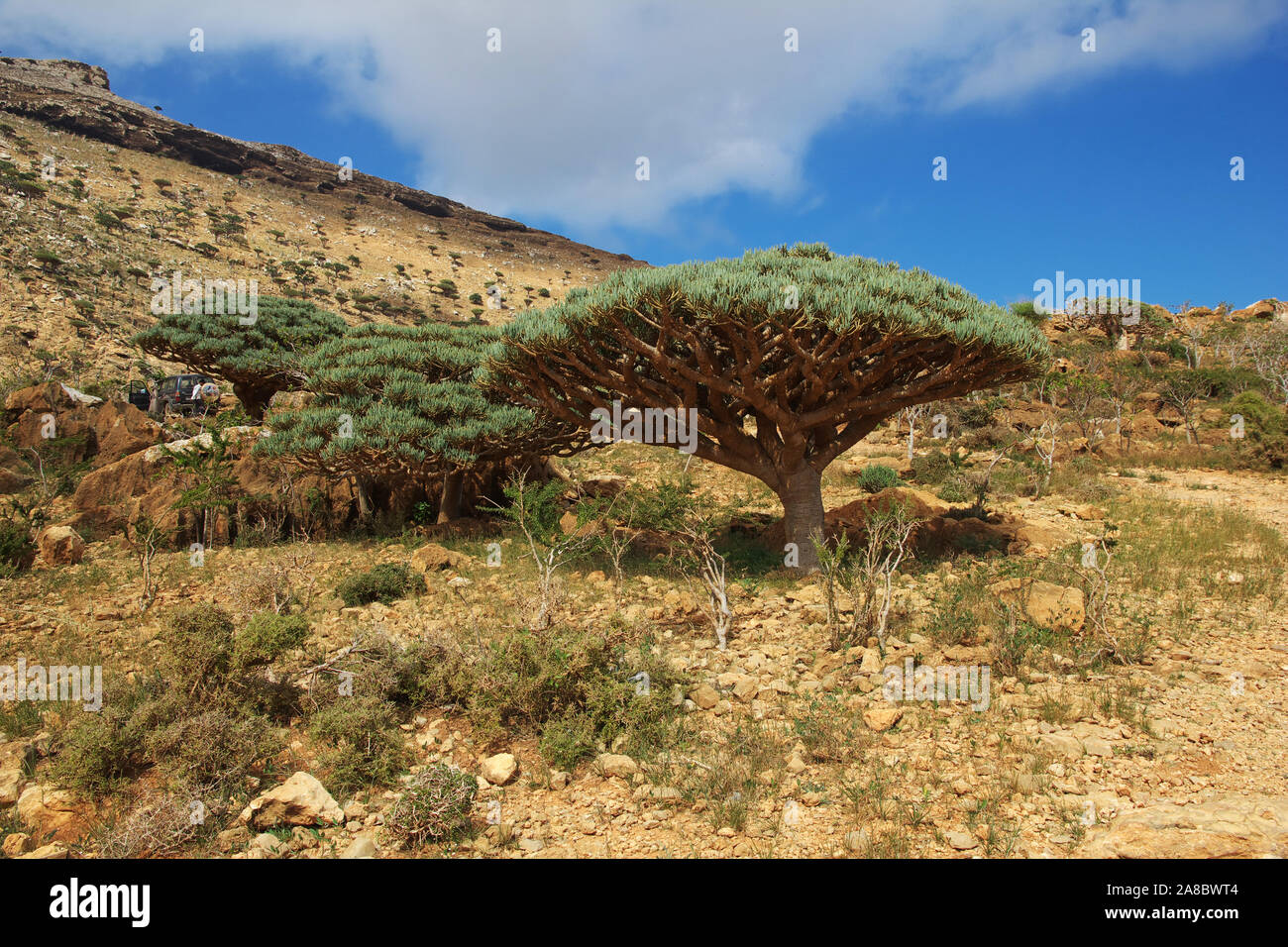 Dragon tree, Blood tree on Homhil plateau, Socotra island, Indian ocean ...