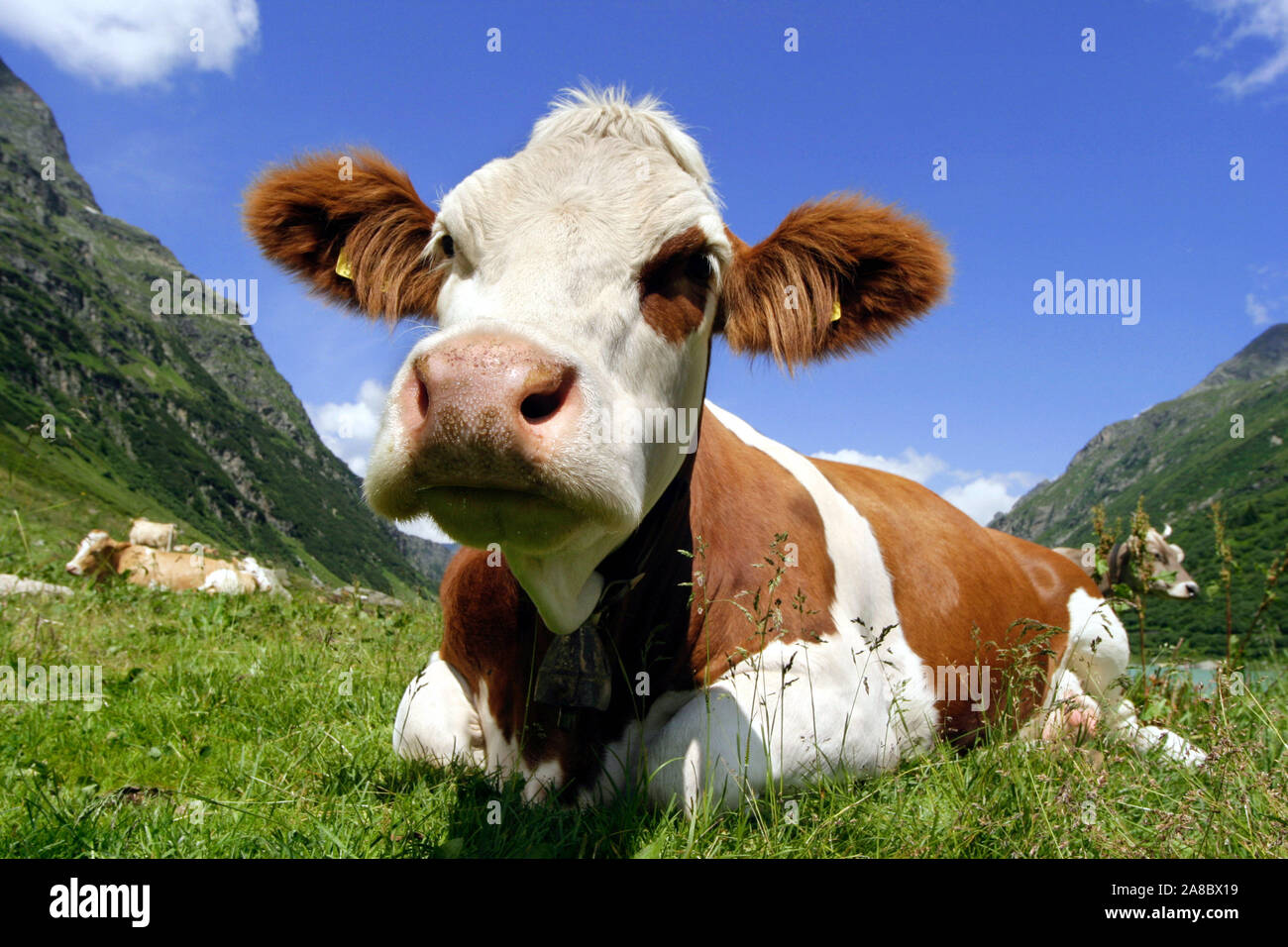 Liegt wiese hi-res stock photography and images - Alamy