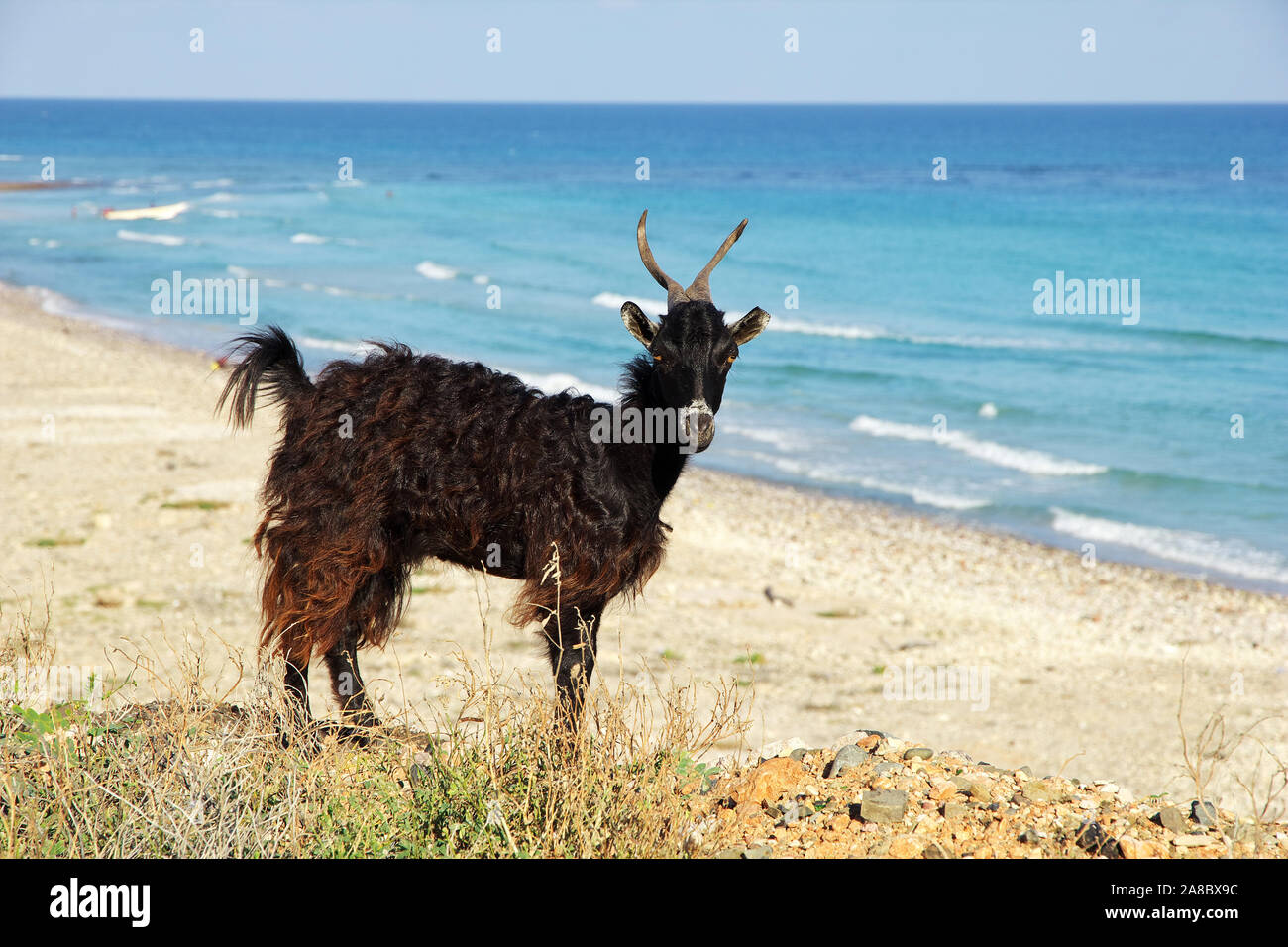 The goat on the coast of Indian ocean, Socotra island, Yemen Stock ...