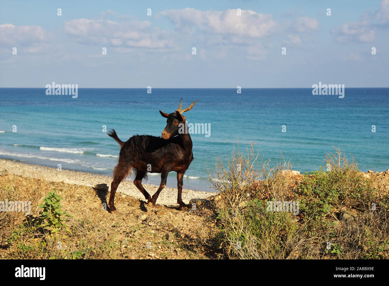 The goat on the coast of Indian ocean, Socotra island, Yemen Stock ...