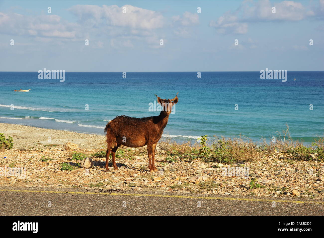 The goat on the coast of Indian ocean, Socotra island, Yemen Stock ...