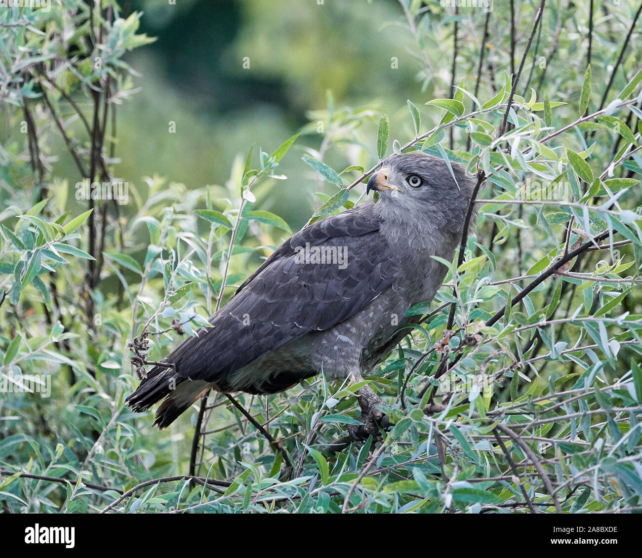 Western Banded Snake-eagle in its habitat in Senegal Stock Photo - Alamy
