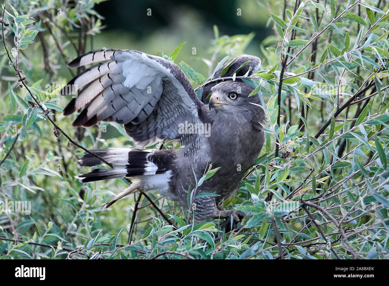 Banded snake eagle hi-res stock photography and images - Alamy