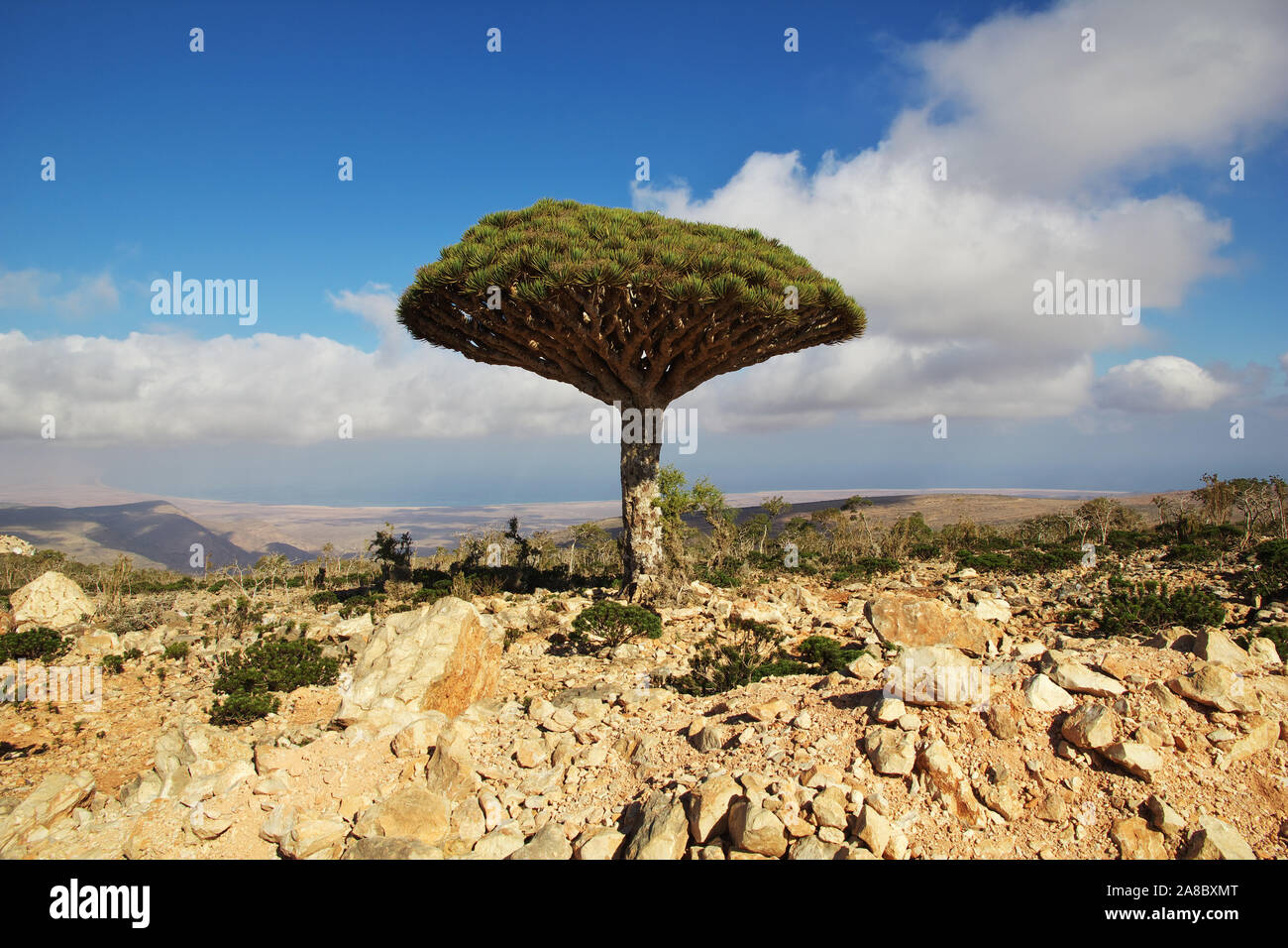 Dragon tree, Blood tree on Homhil plateau, Socotra island, Indian ocean ...