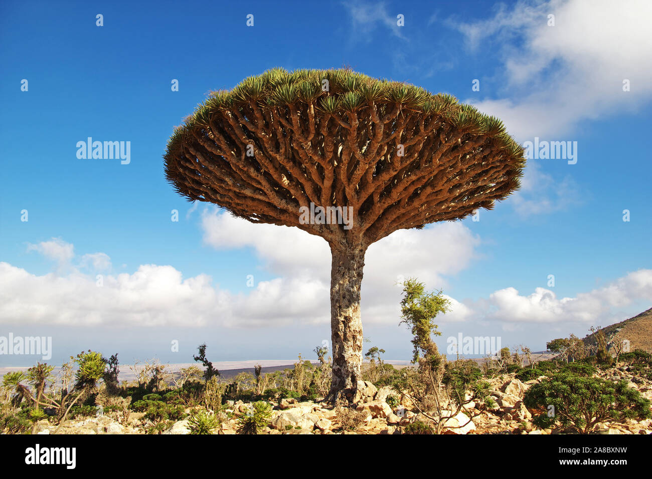 Dragon tree, Blood tree on Homhil plateau, Socotra island, Indian ocean ...