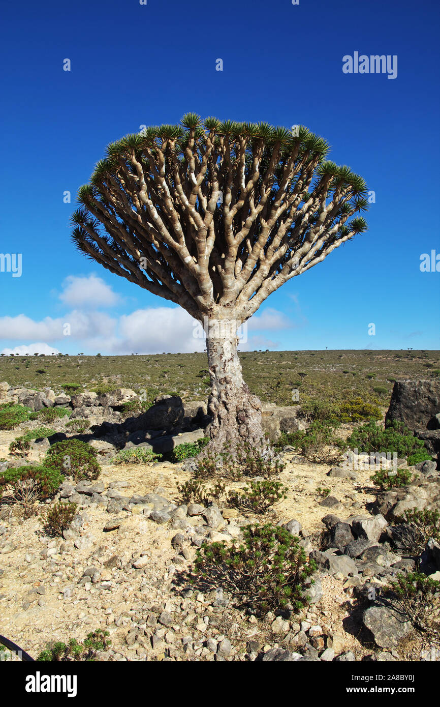 Dragon tree, Blood tree on Homhil plateau, Socotra island, Indian ocean ...
