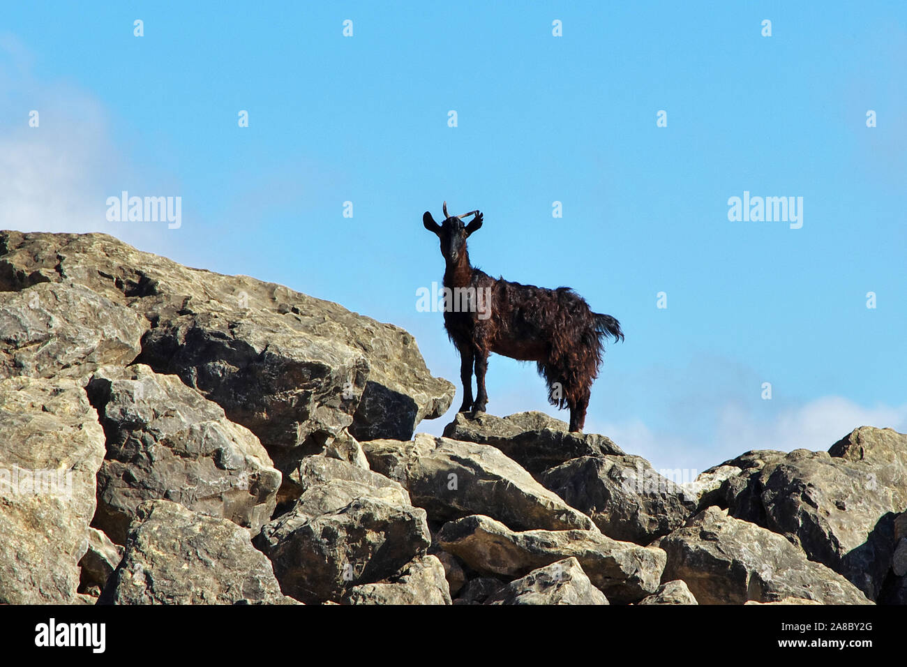 The goat on the coast of Indian ocean, Socotra island, Yemen Stock ...