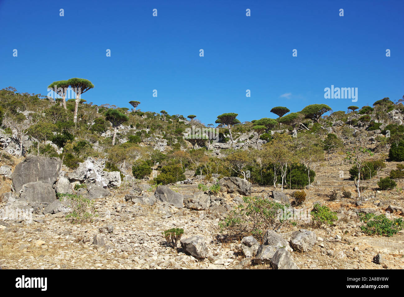 Dragon tree, Blood tree on Homhil plateau, Socotra island, Indian ocean ...