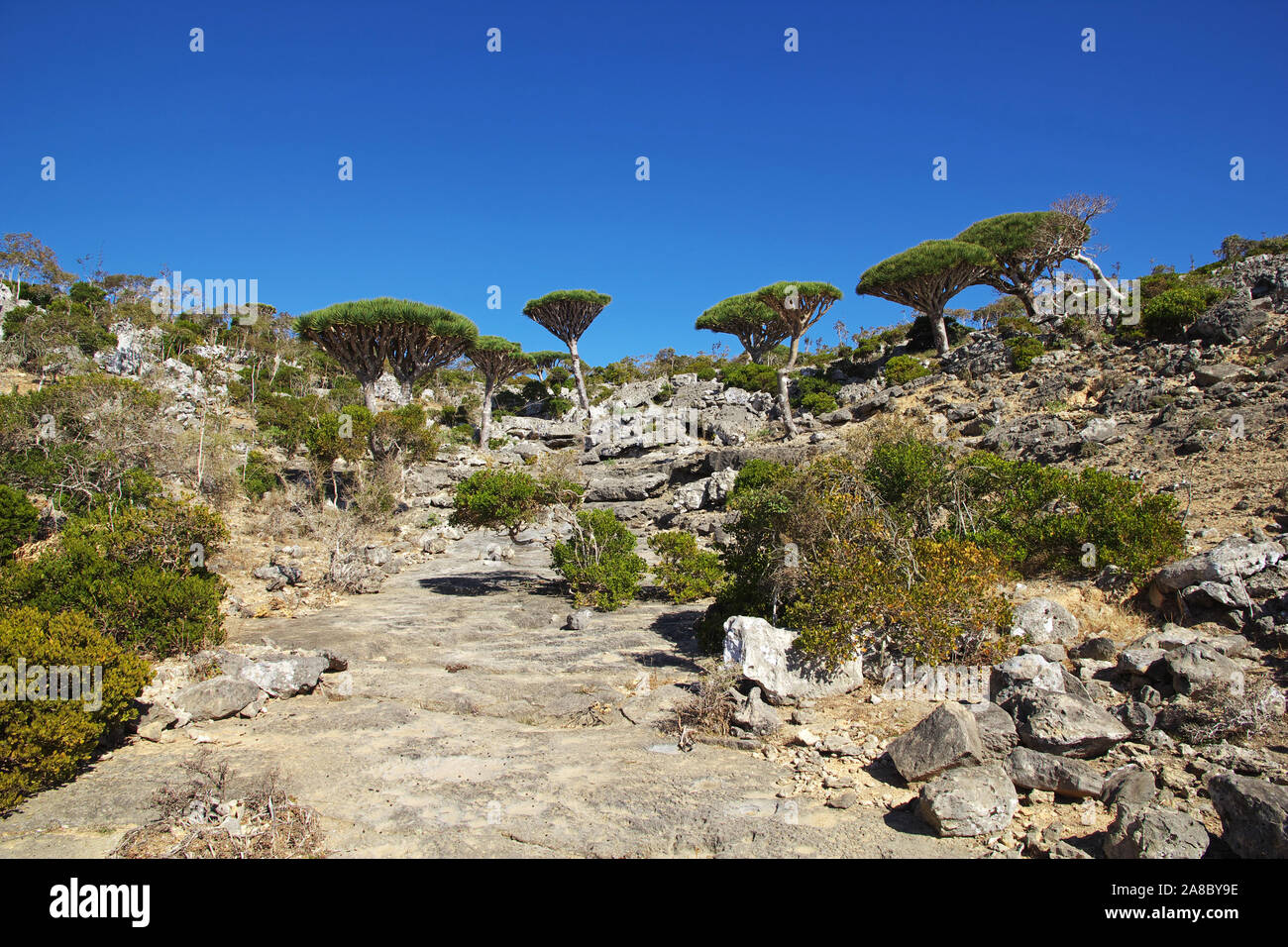 Dragon tree, Blood tree on Homhil plateau, Socotra island, Indian ocean ...