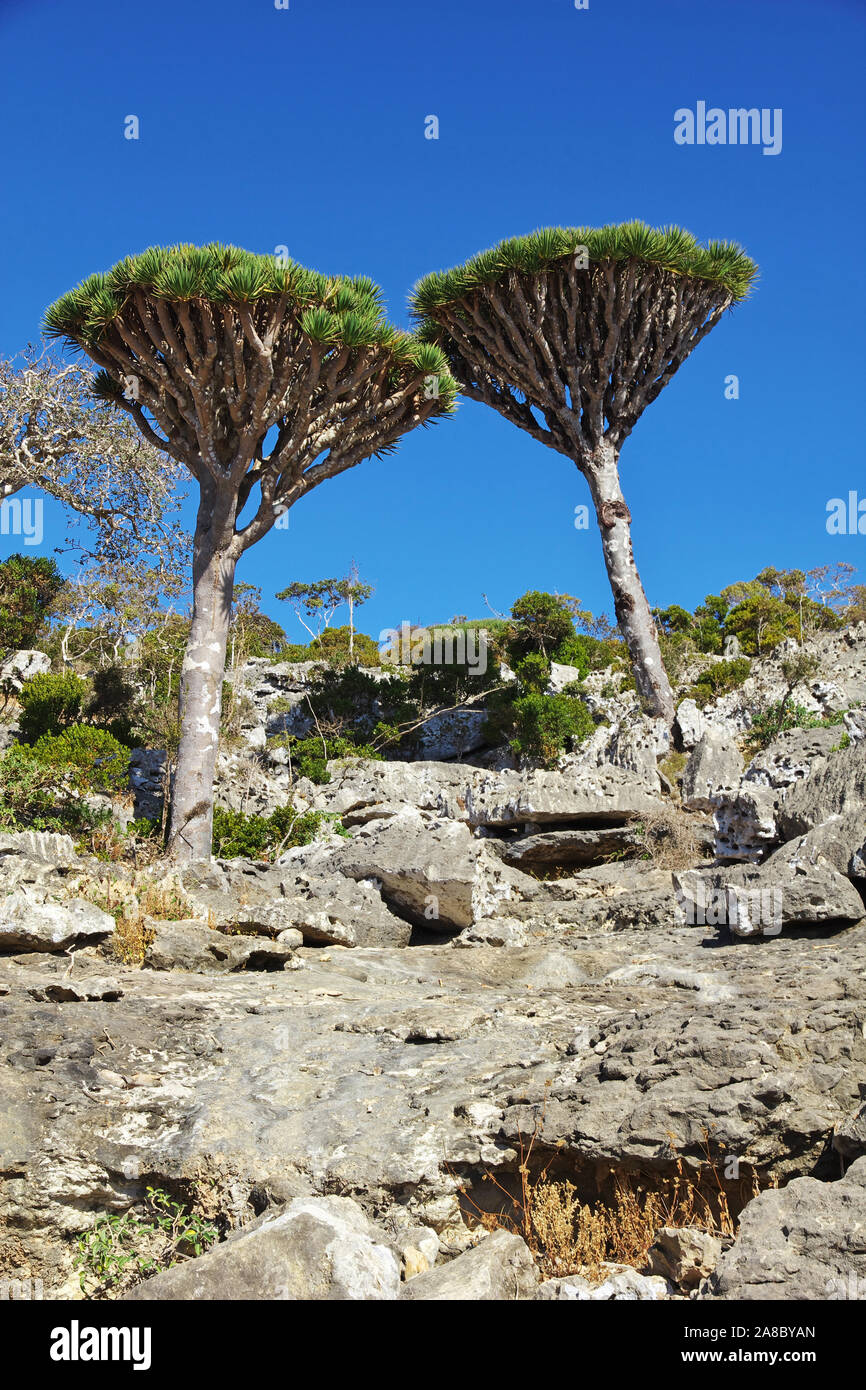 Dragon tree, Blood tree on Homhil plateau, Socotra island, Indian ocean ...