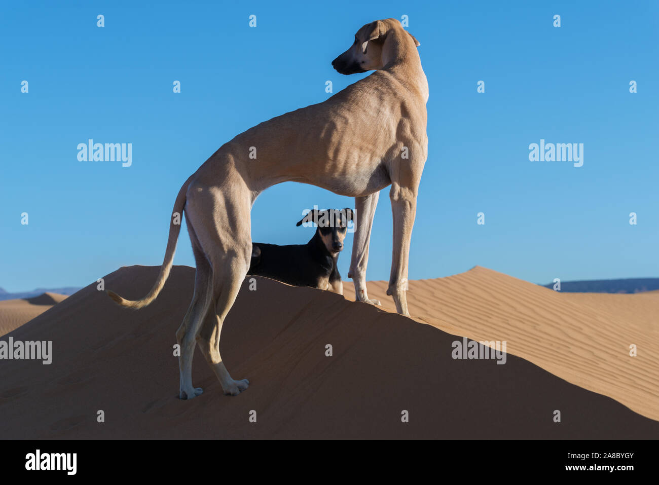 Two Sloughi dogs (Arabian greyhound) rest on top of a sand dune in the ...