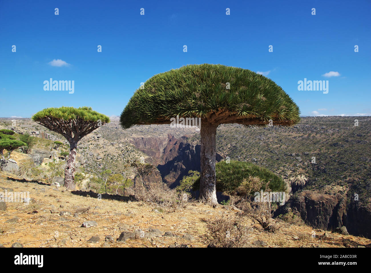 Dragon tree, Blood tree on Homhil plateau, Socotra island, Indian ocean ...