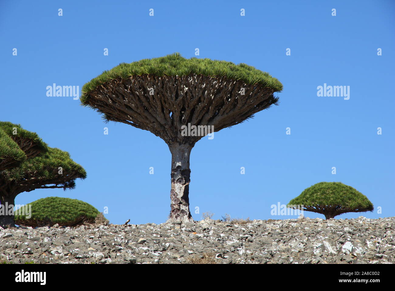 Dragon tree, Blood tree on Homhil plateau, Socotra island, Indian ocean ...