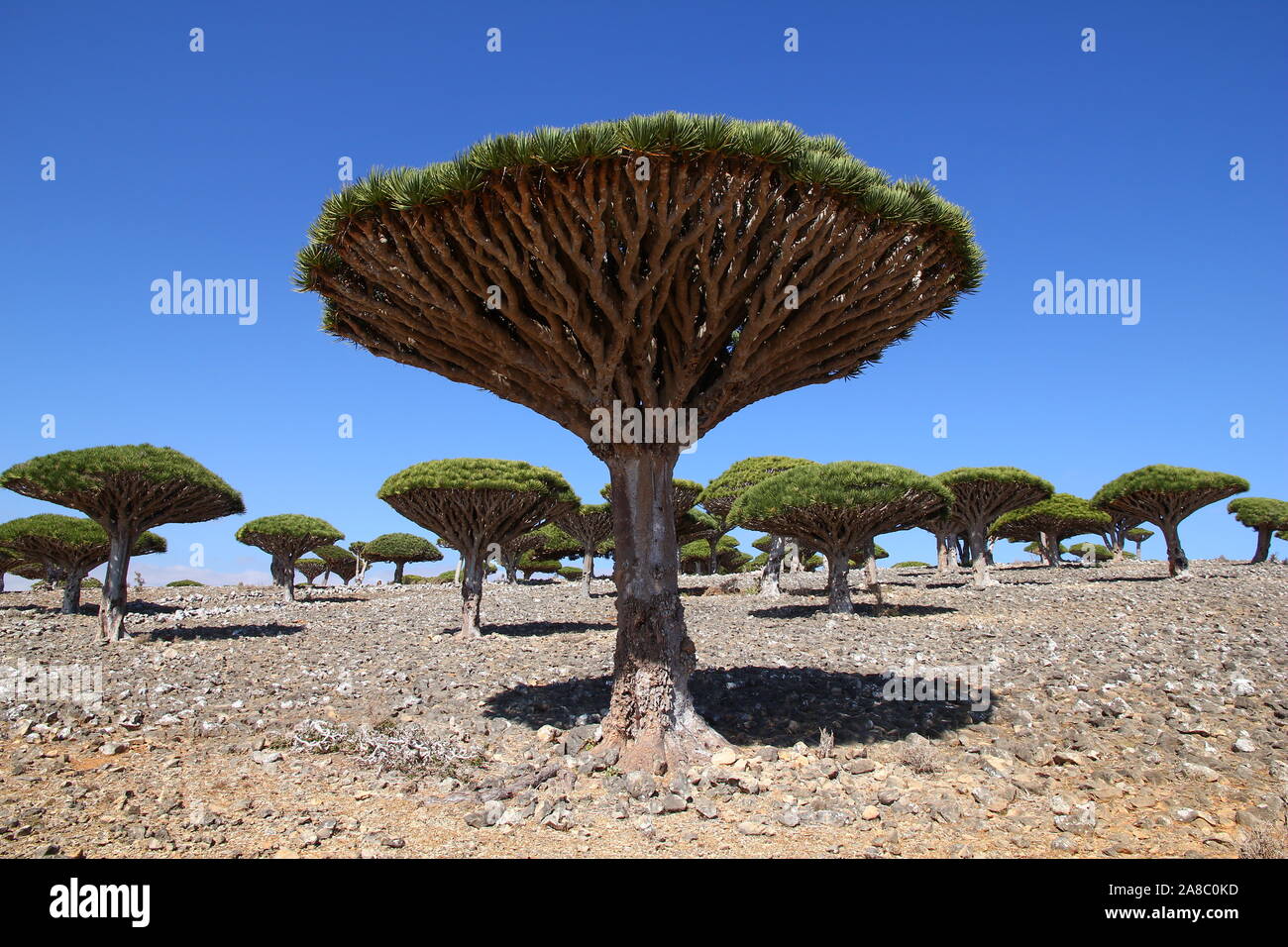 Dragon tree, Blood tree on Homhil plateau, Socotra island, Indian ocean ...