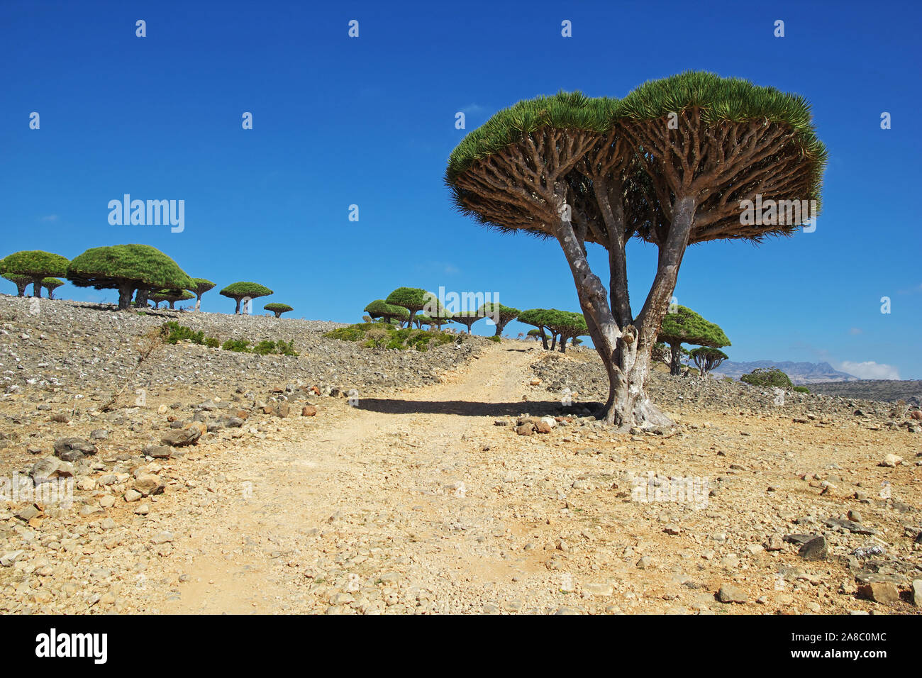 Dragon tree, Blood tree on Homhil plateau, Socotra island, Indian ocean ...