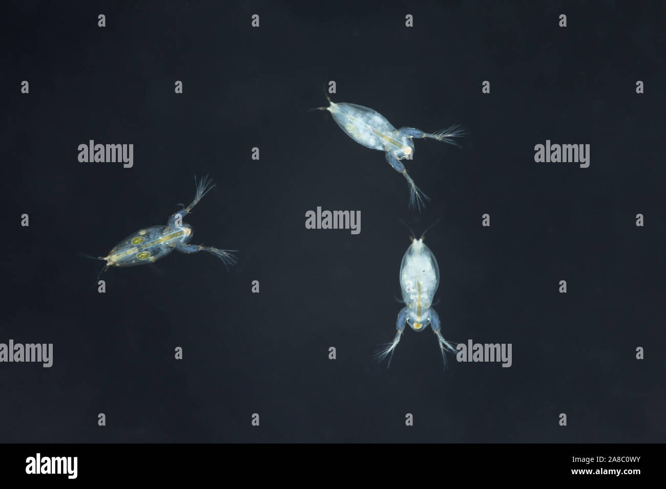 Water flea hi-res stock photography and images - Alamy