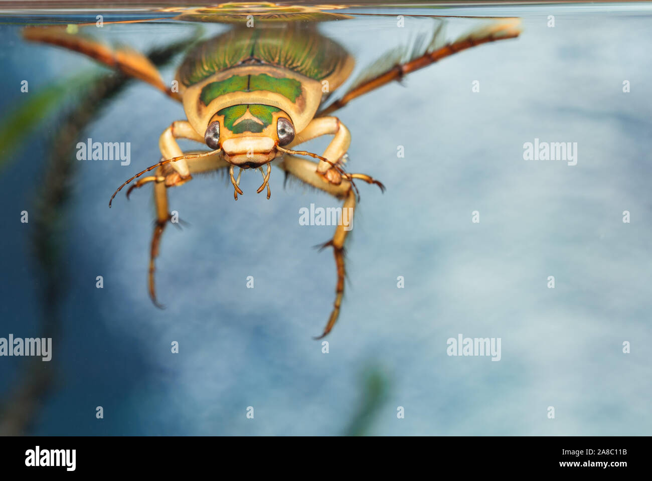 Highland great diving beetle Stock Photo - Alamy