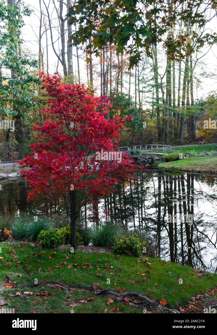Brilliant autumn-red small maple tree growing at side of a small lake ...