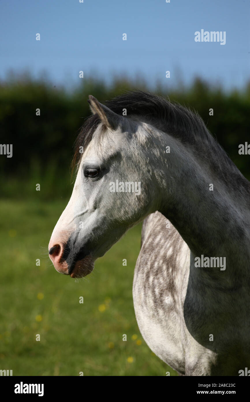 Bay Welsh Pony High Resolution Stock Photography and Images - Alamy