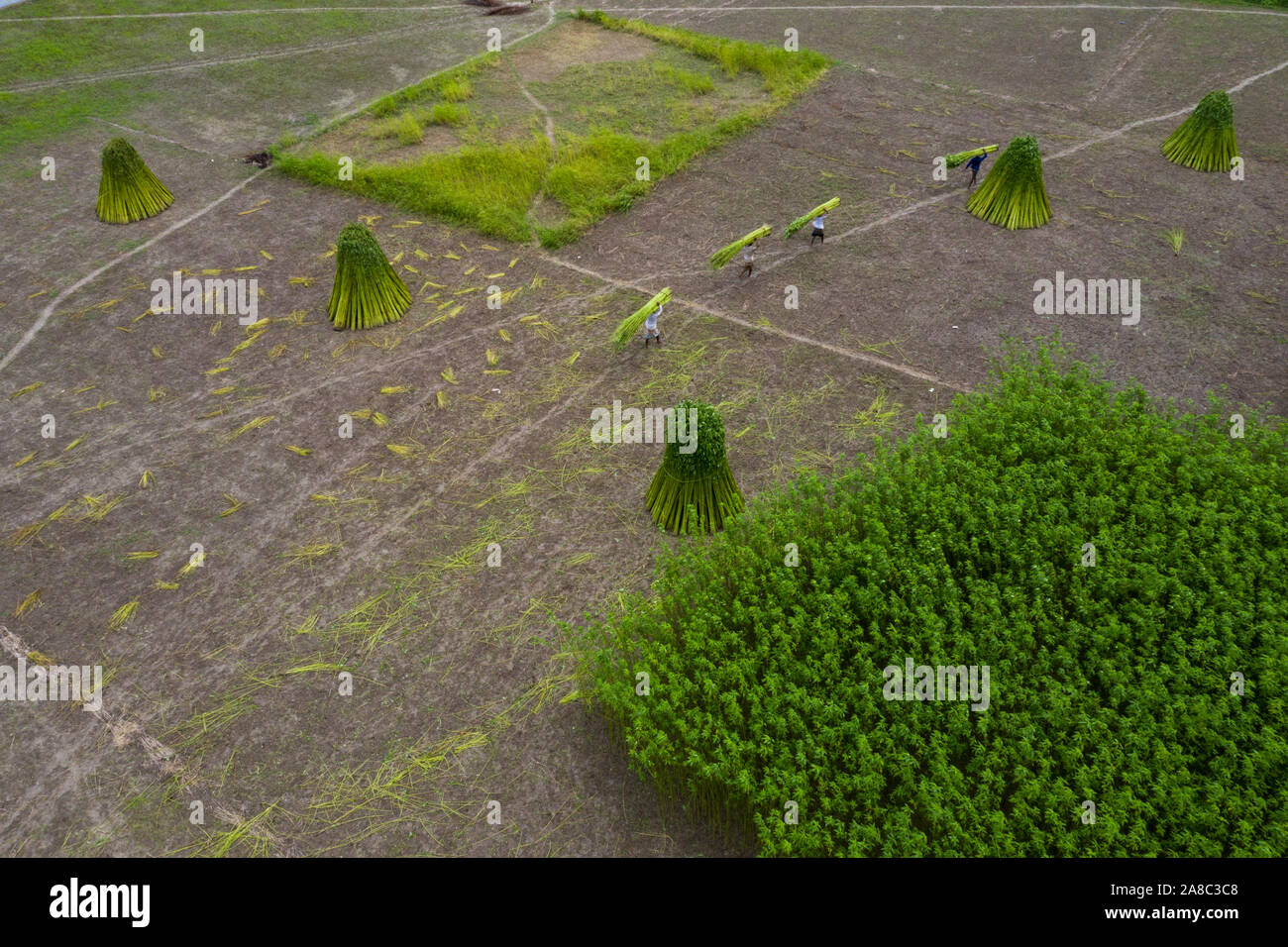 Jute stalks are kept on the field after harvesting at Faridpur ...