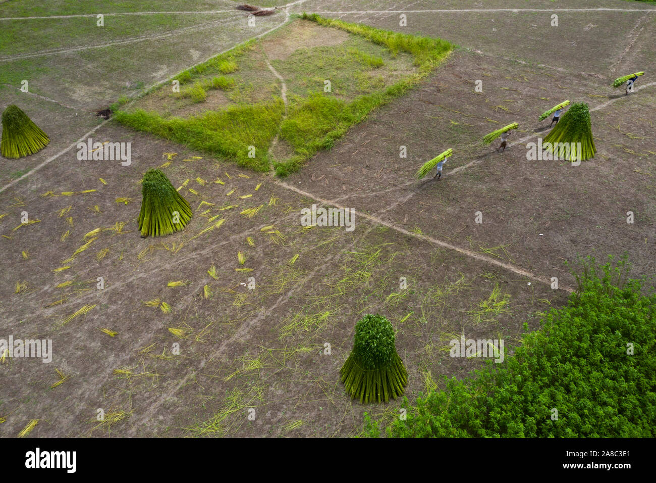 Jute stalks are kept on the field after harvesting at Faridpur ...