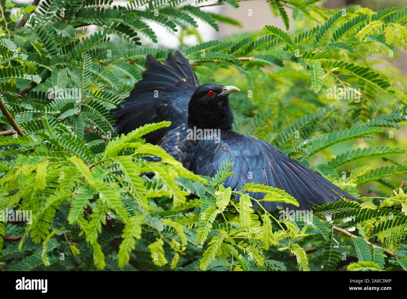 Asian koel, male, Eudynamys scolopaceus, Pune, Maharashtra, India Stock ...