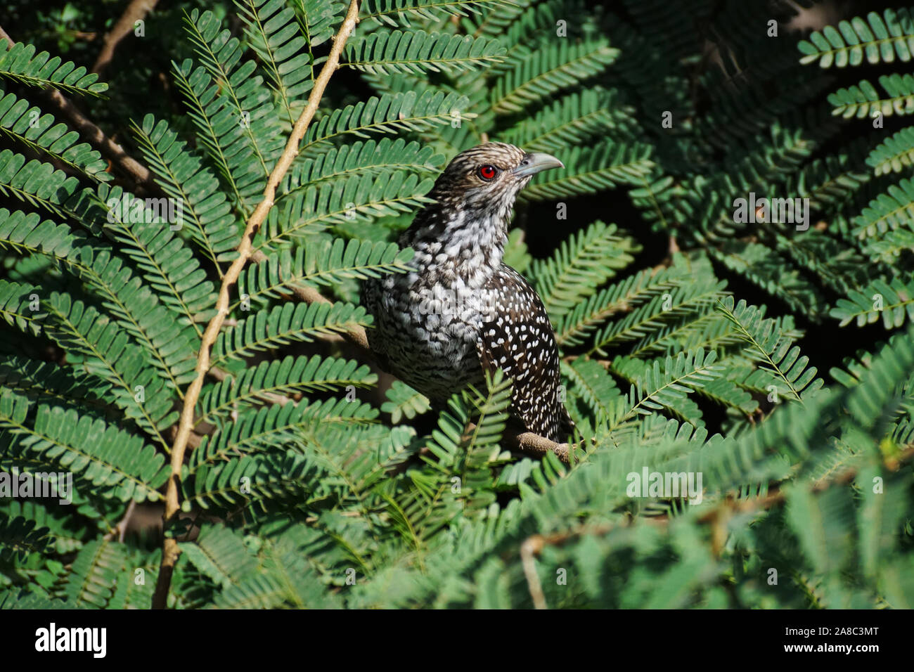 Asian koel, female, Eudynamys scolopaceus, Pune, Maharashtra, India ...