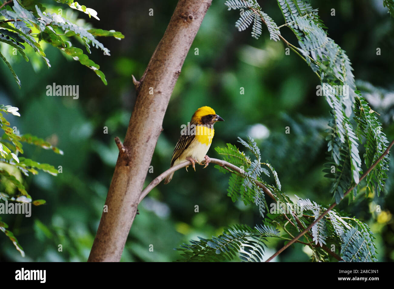 Weaver bird, male, Ploceus philippinus, Wai, Maharashtra, India Stock ...