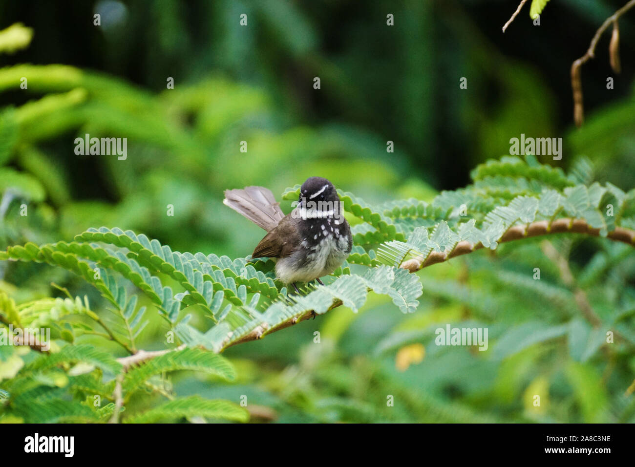 White spotted fantail, Rhipidura albogularis, Pune, Maharashtra, India ...