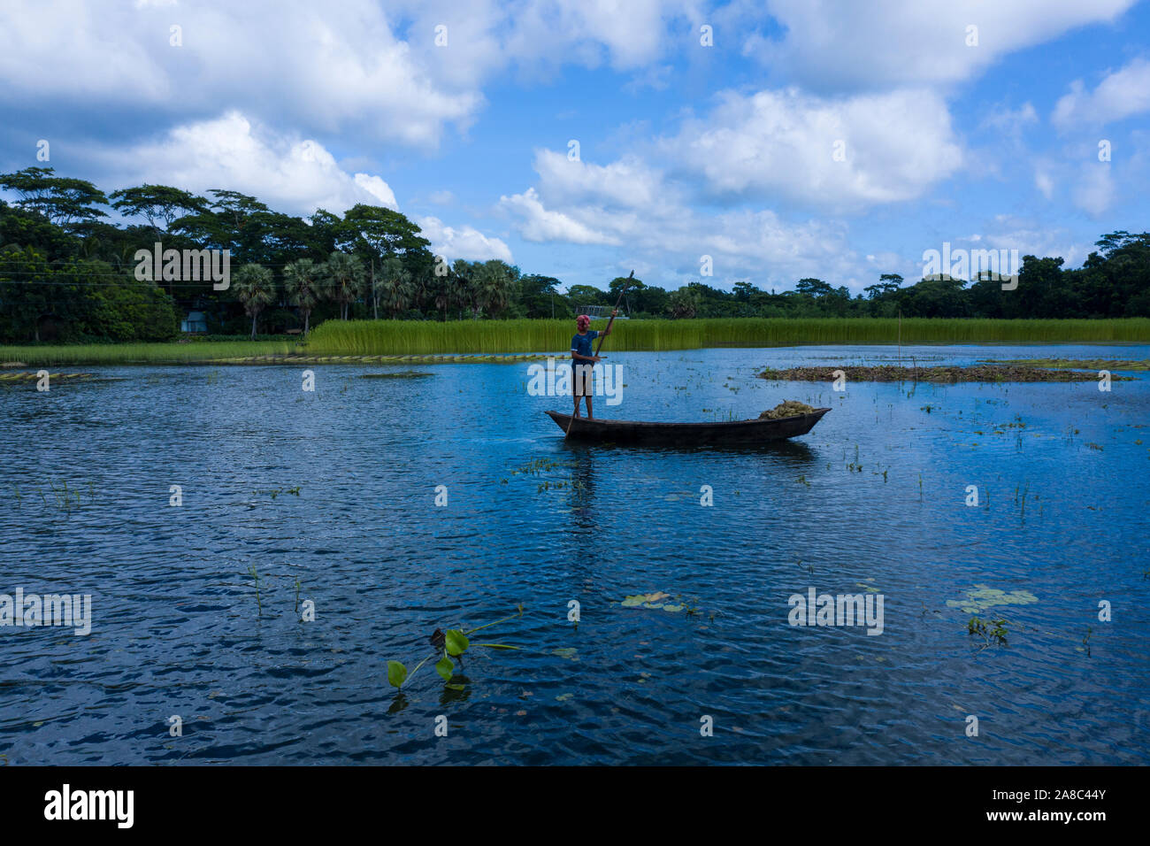 A boat carries jute fibers inside a marsh in Faridpur. Bangladesh Stock ...