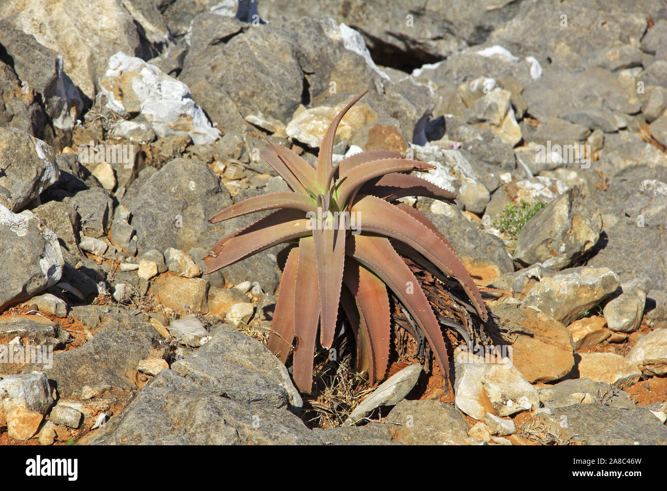 Indian Ocean Plants