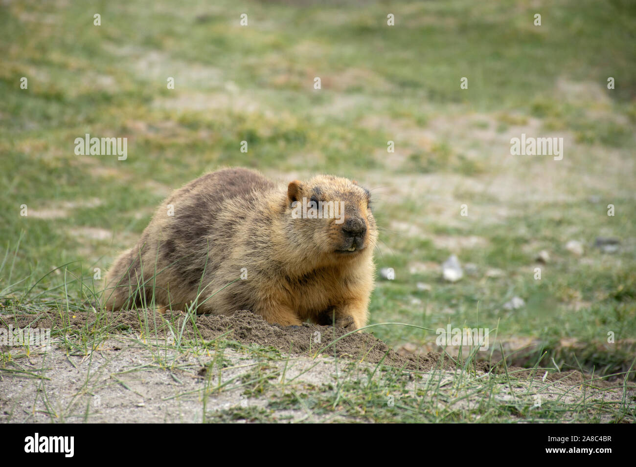 Himalayan marmot, Marmota himalayana, Leh Laddakh, India Stock Photo ...