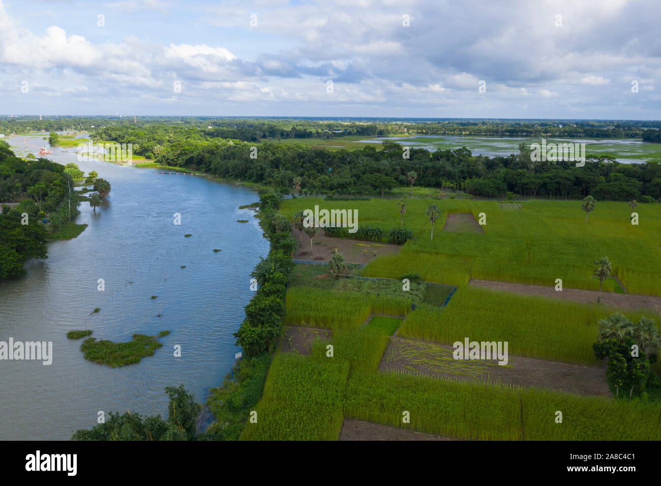 Jute plantation at Bhanga in Faridpur. Bangladesh Stock Photo - Alamy
