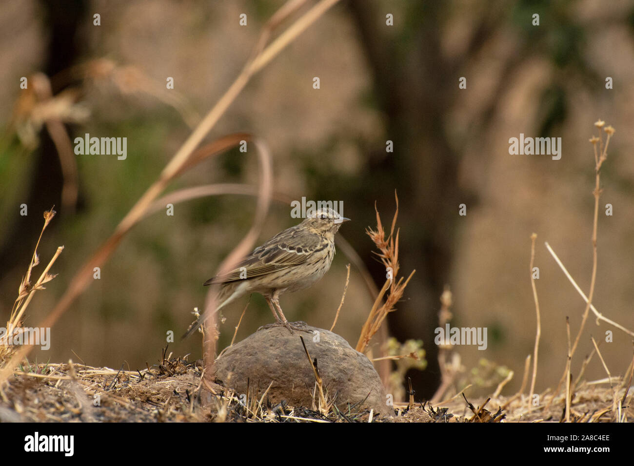 Indian bushlark hi-res stock photography and images - Alamy