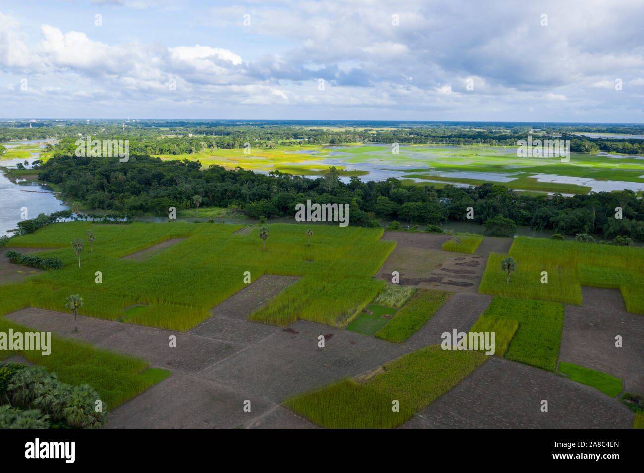 Jute plantation at Bhanga in Faridpur. Bangladesh Stock Photo - Alamy