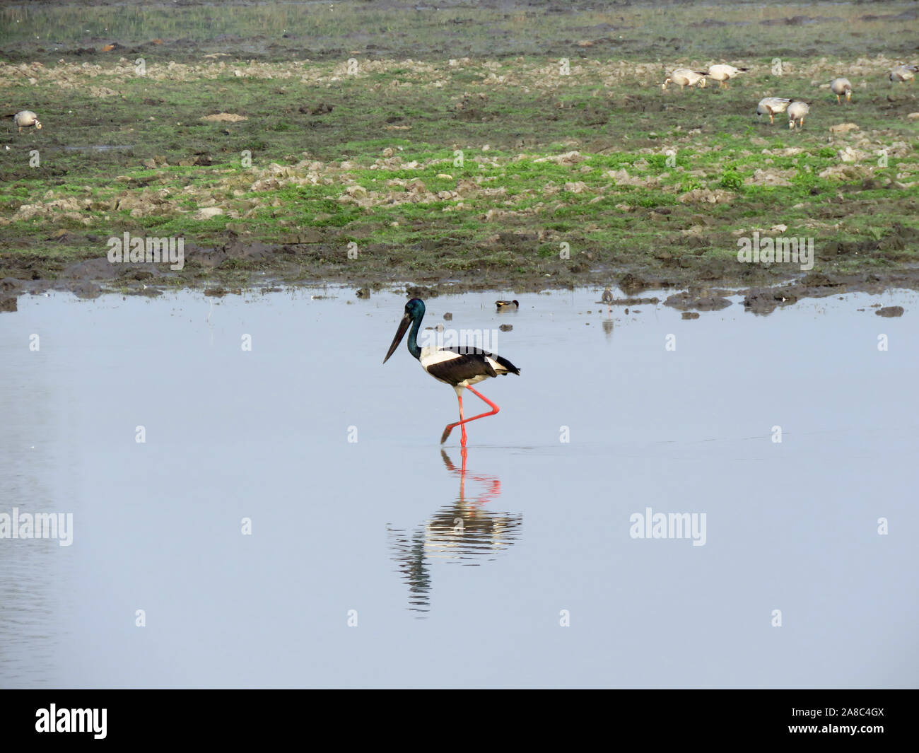 Black necked stork, Ephippiorhynchus asiaticus, Kaziranga National Park ...