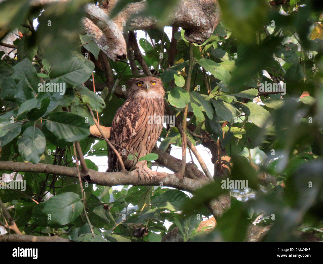 Brown fish owl, Ketupa zeylonensis, Kaziranga National Park, Assam ...