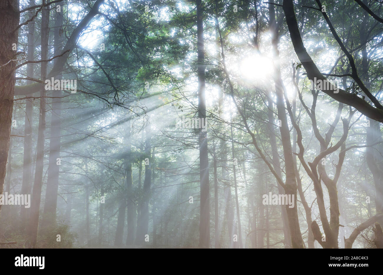 Sun beams in clear day in the green forest Stock Photo - Alamy