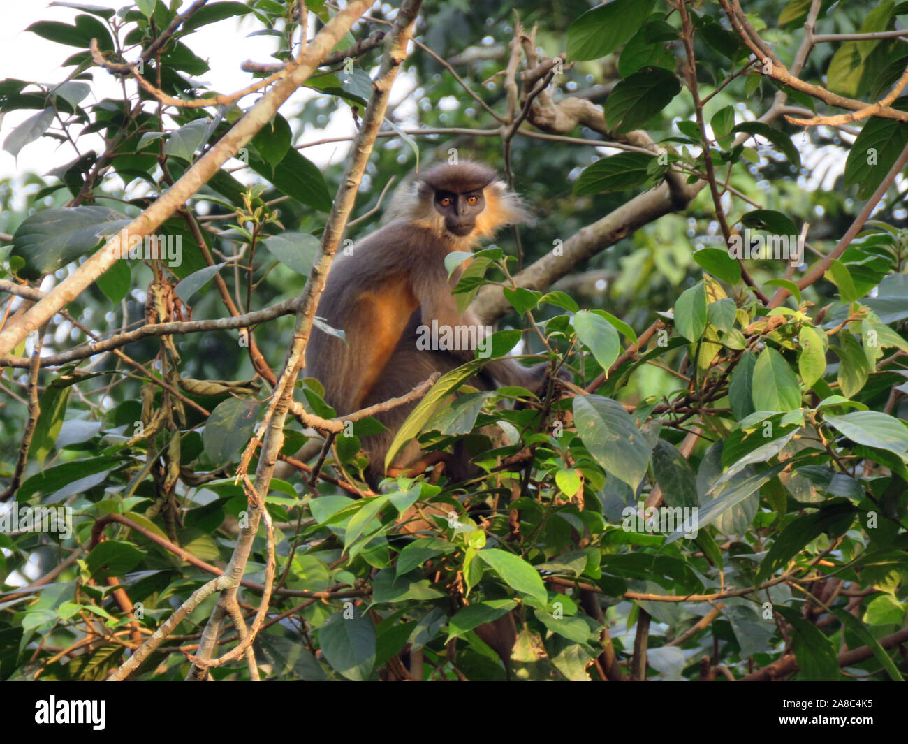 Capped langur, Trachypithecus pileatus, Nameri Tiger Reserve, Assam ...