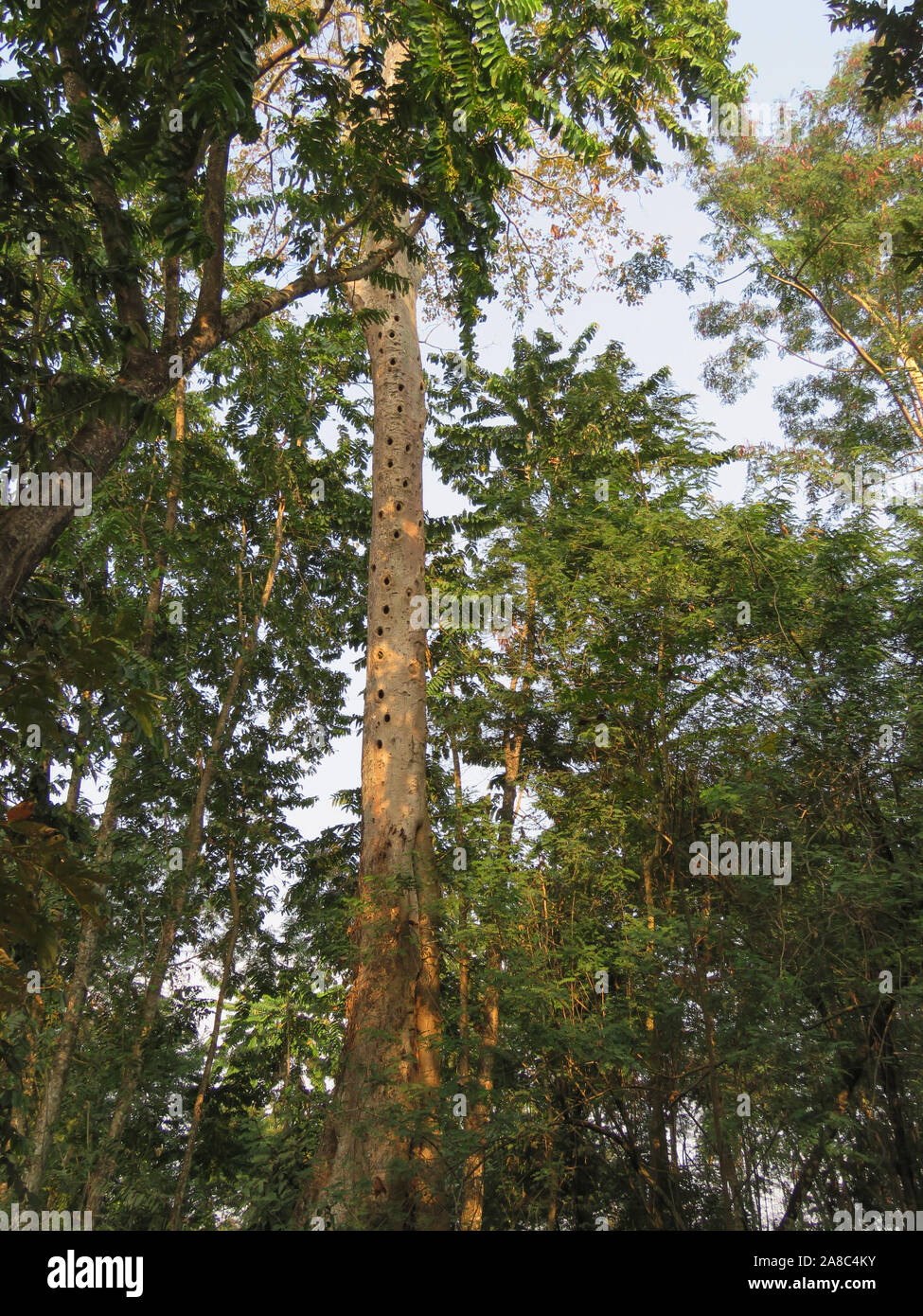 Myna nest hi-res stock photography and images - Alamy