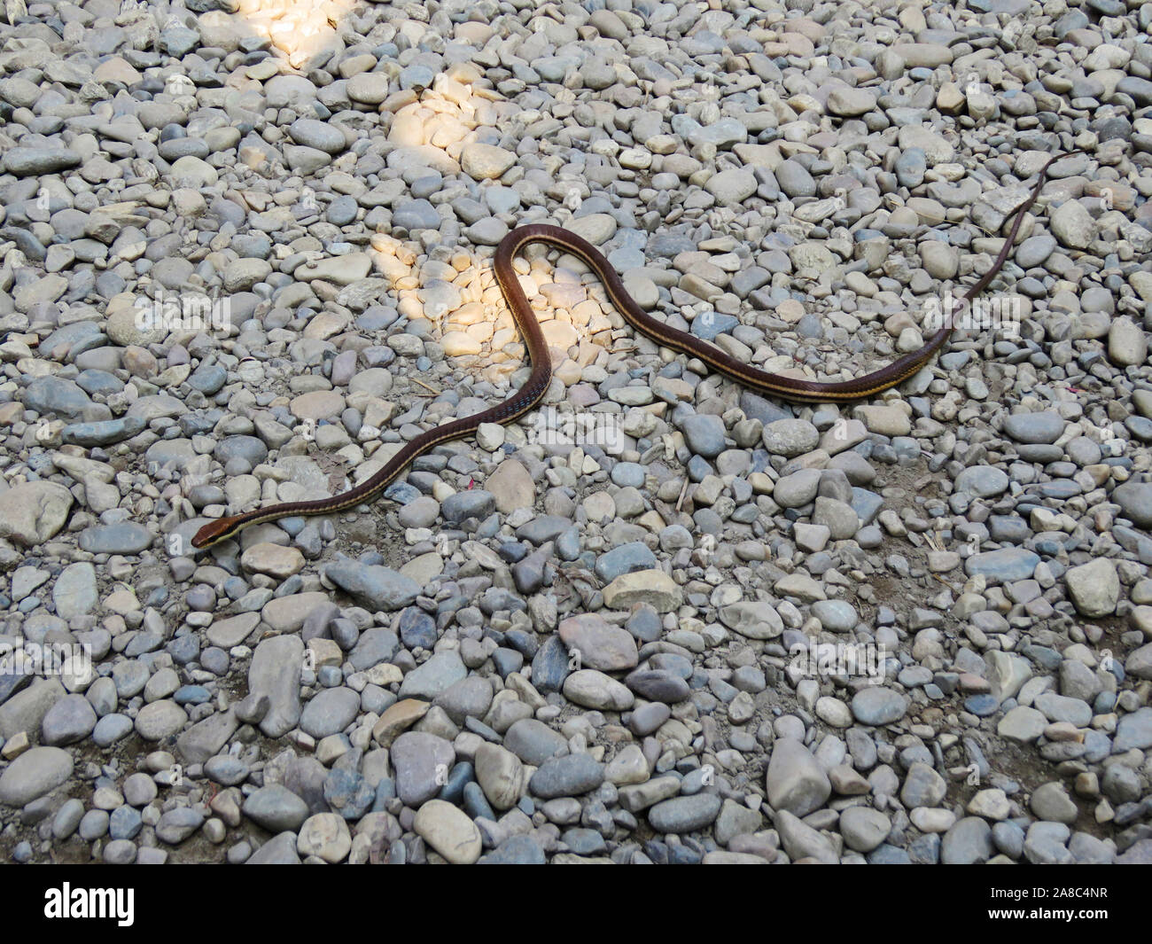 Painted bronzeback snake, Dendralephis pictus, Nameri Tiger Reserve ...