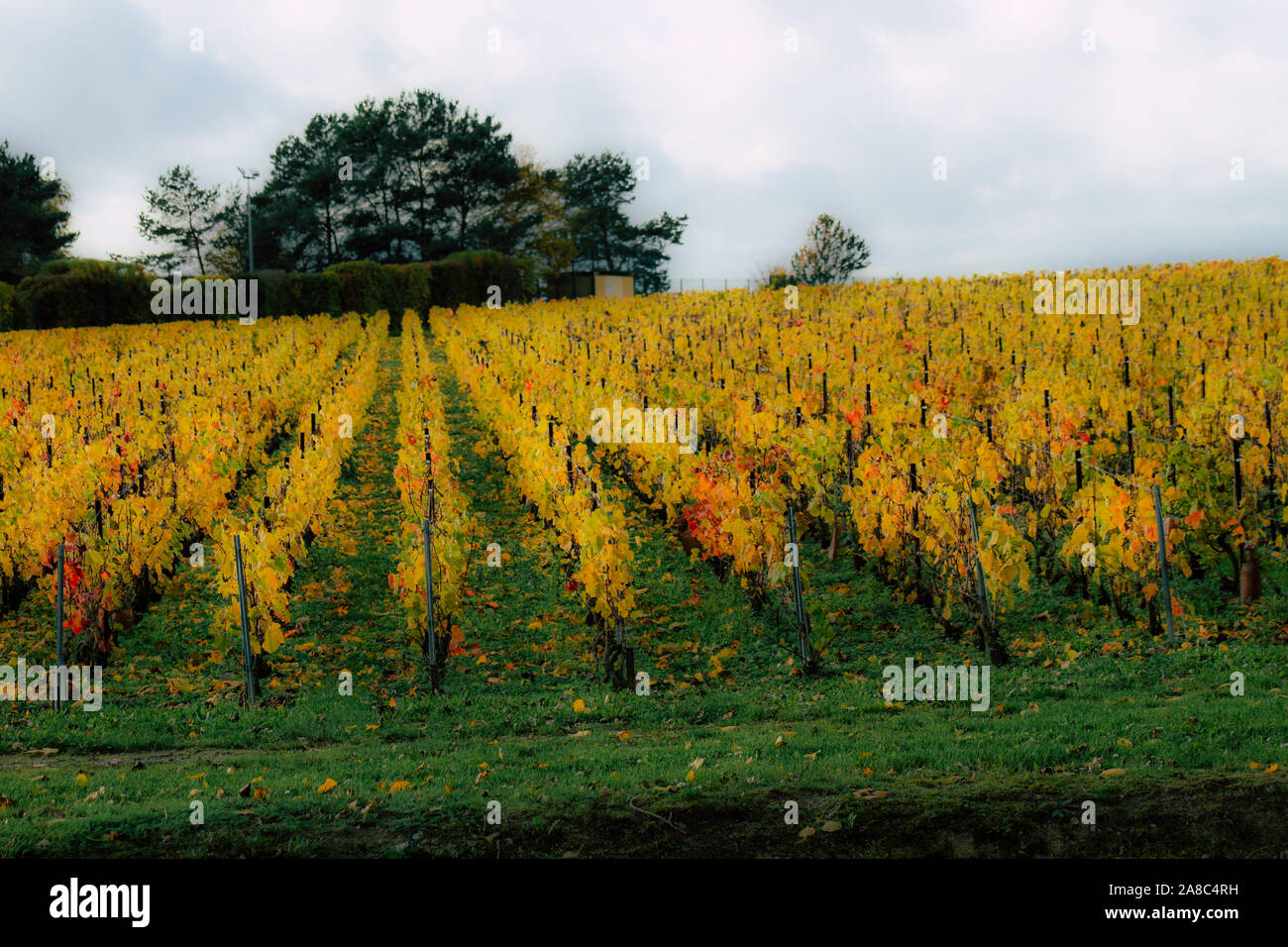 View of vineyard during autumn in the countryside of Reims in France ...