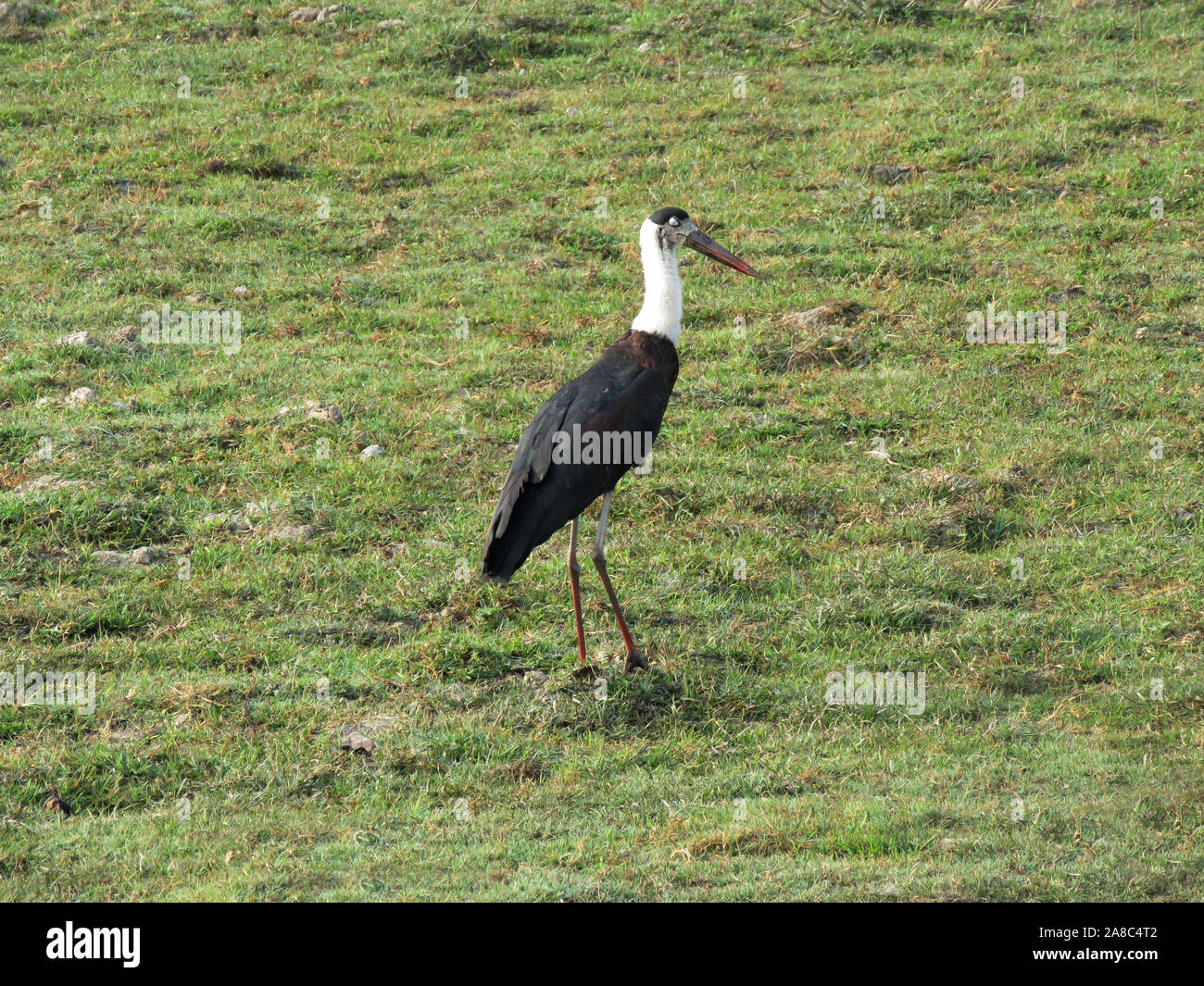 Woolly necked stork, Ciconia episcopus, Kaziranga National Park, Assam ...