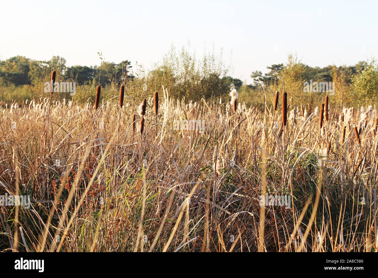 Scirpus Stock Photos & Scirpus Stock Images - Alamy