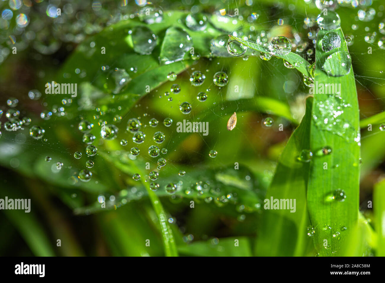 Dewdrops reflect nature hi-res stock photography and images - Alamy