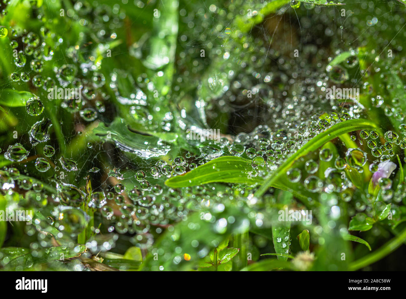 Dewdrops on the spider web above green grass Stock Photo - Alamy