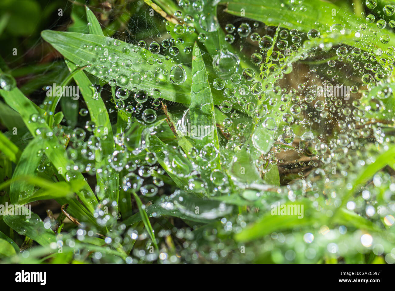 Dewdrops on the spider web above green grass Stock Photo - Alamy