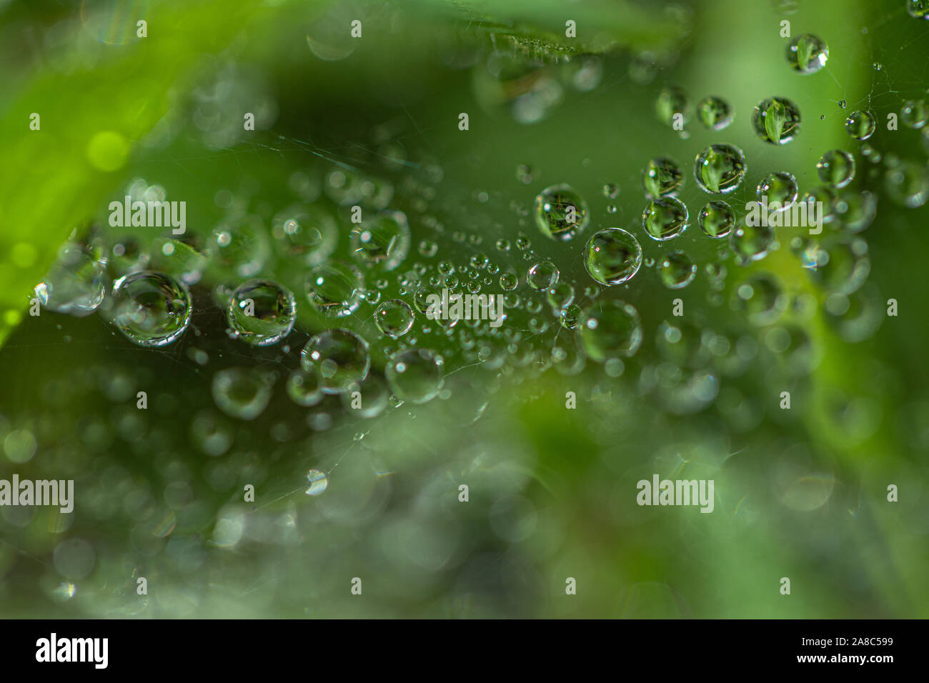 Dewdrops on the spider web above green grass Stock Photo - Alamy