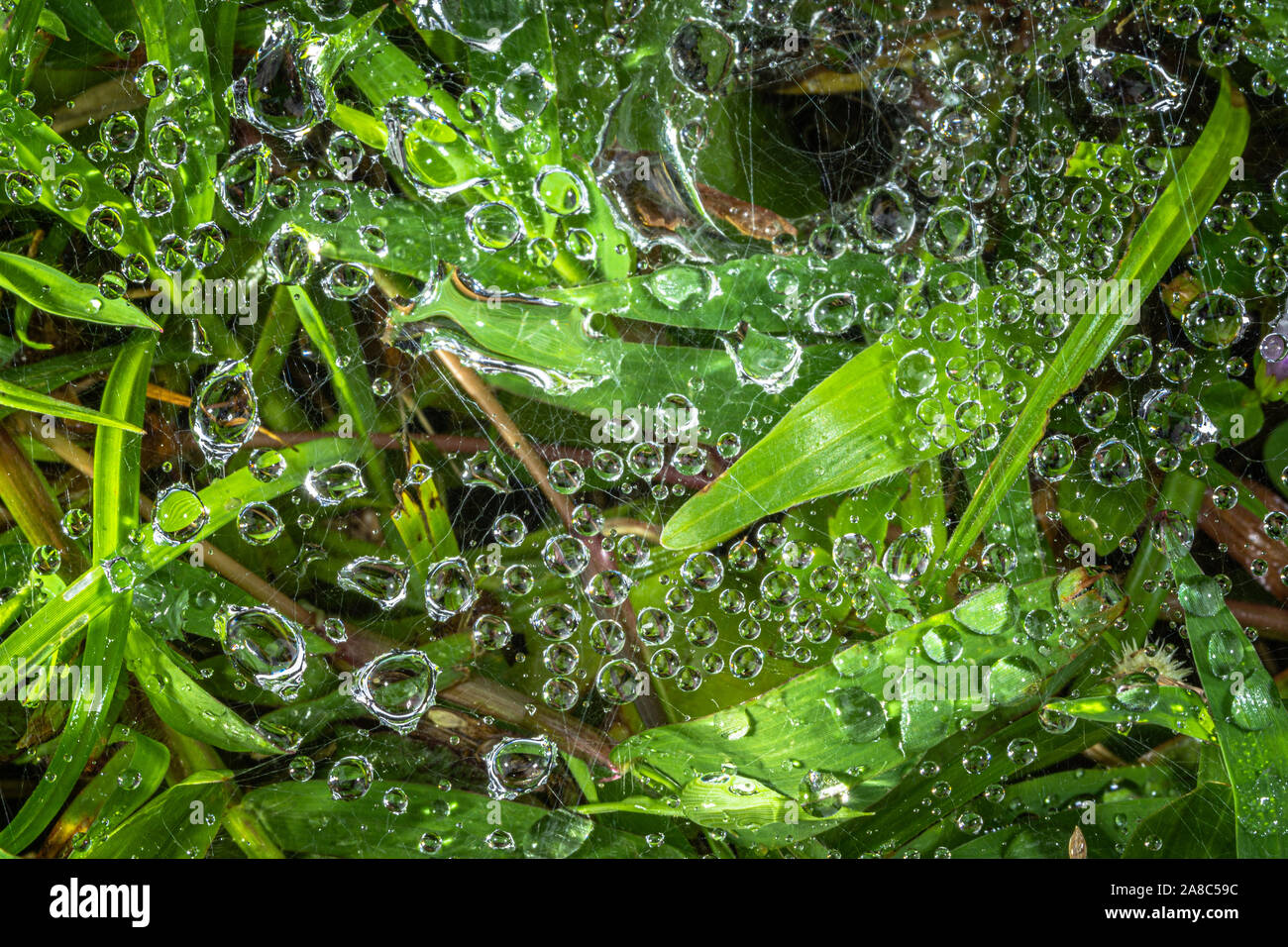 Dewdrops on the spider web above green grass Stock Photo - Alamy